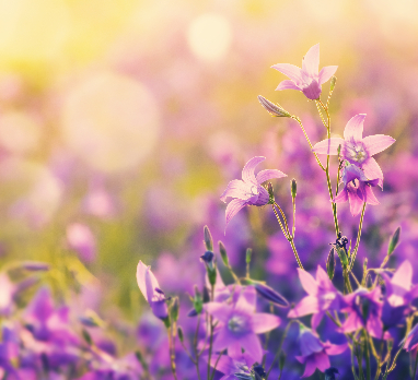 Boys Scouts Of America Agree Largest Sexual Abuse Settlement