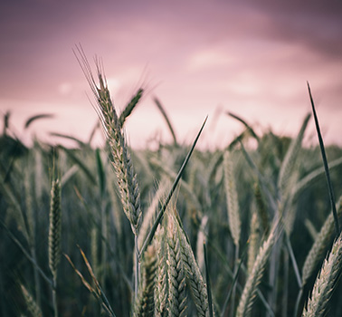 The Effectiveness Of Operation Bluestone On Increasing Rape Convictions ...